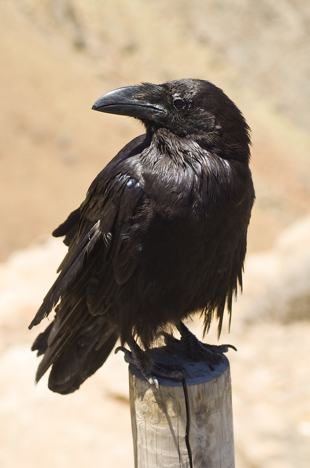 Day 131: The Crow in Me – Everyday Asperger's